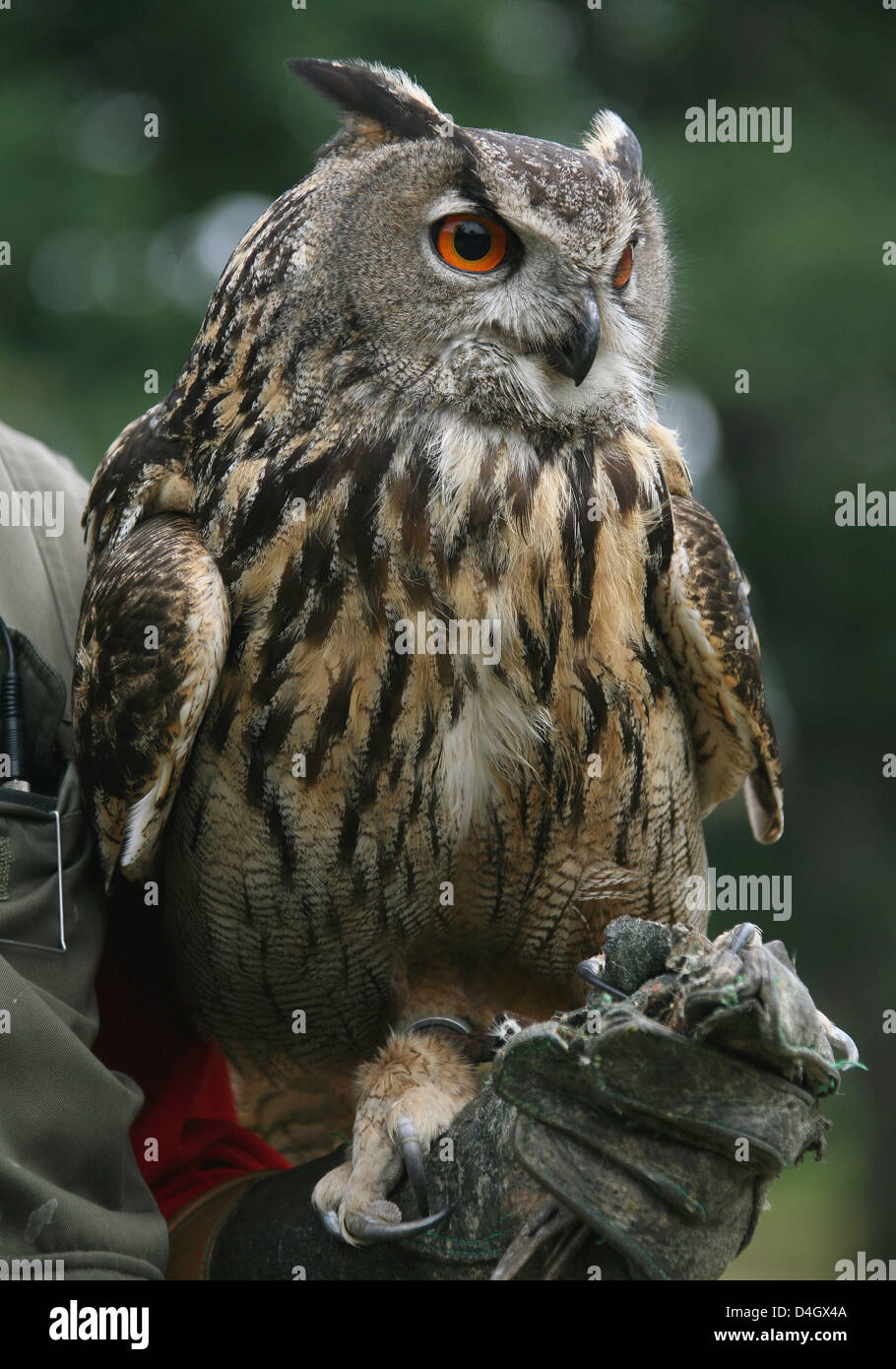 An Eurasian Eagle-owl is pictured at the animal park in Sababurg ...