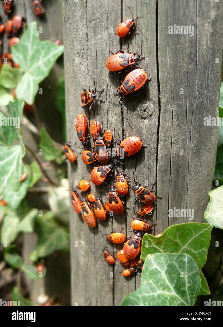 Wingless stage hi-res stock photography and images - Alamy