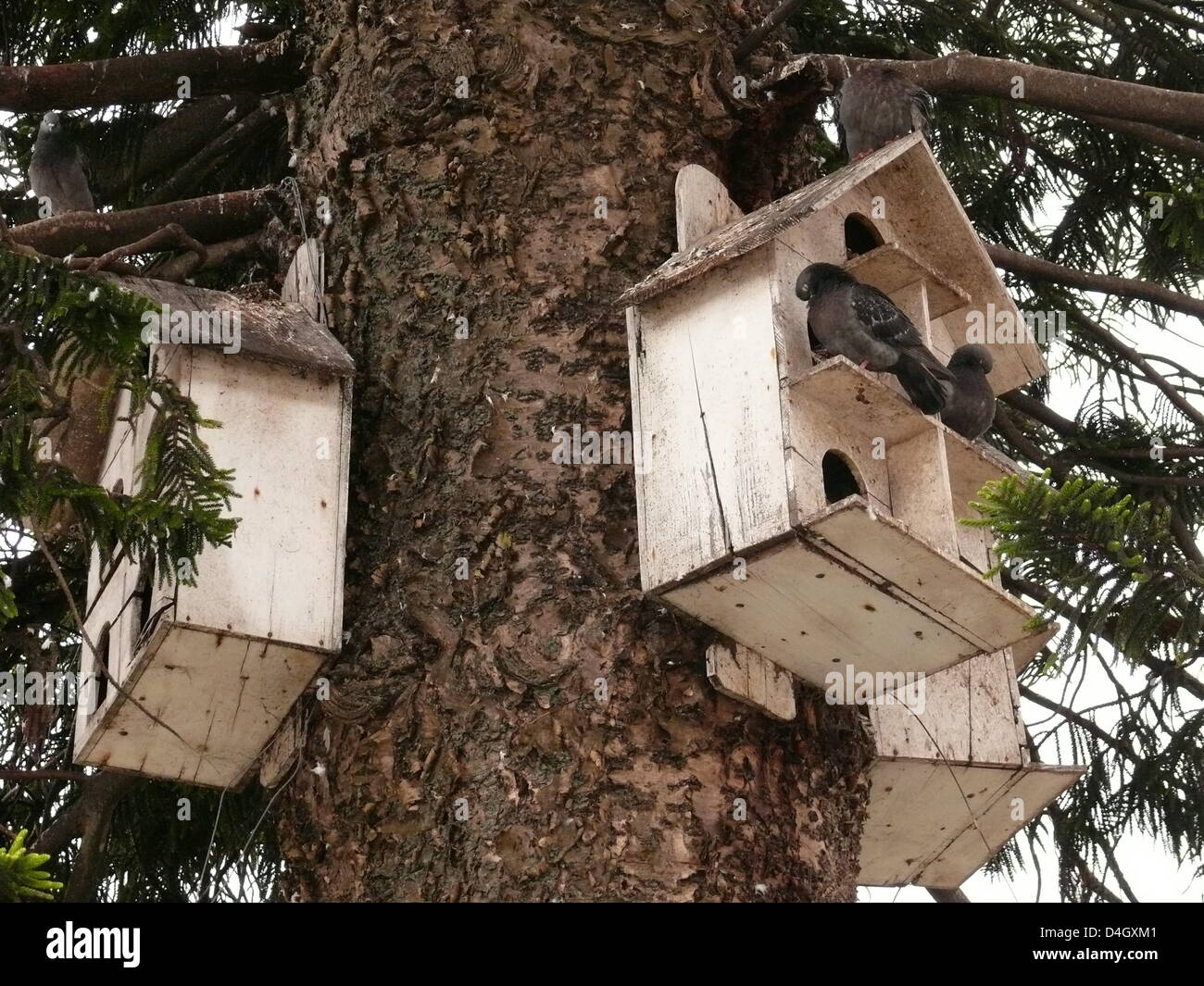 Large nesting boxes affixed to an old tree are pictured in Caminha ...