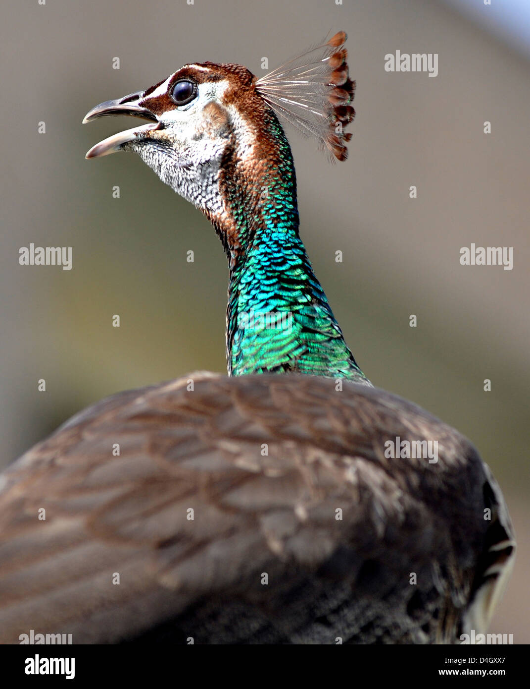 Peahen in india hi-res stock photography and images - Alamy