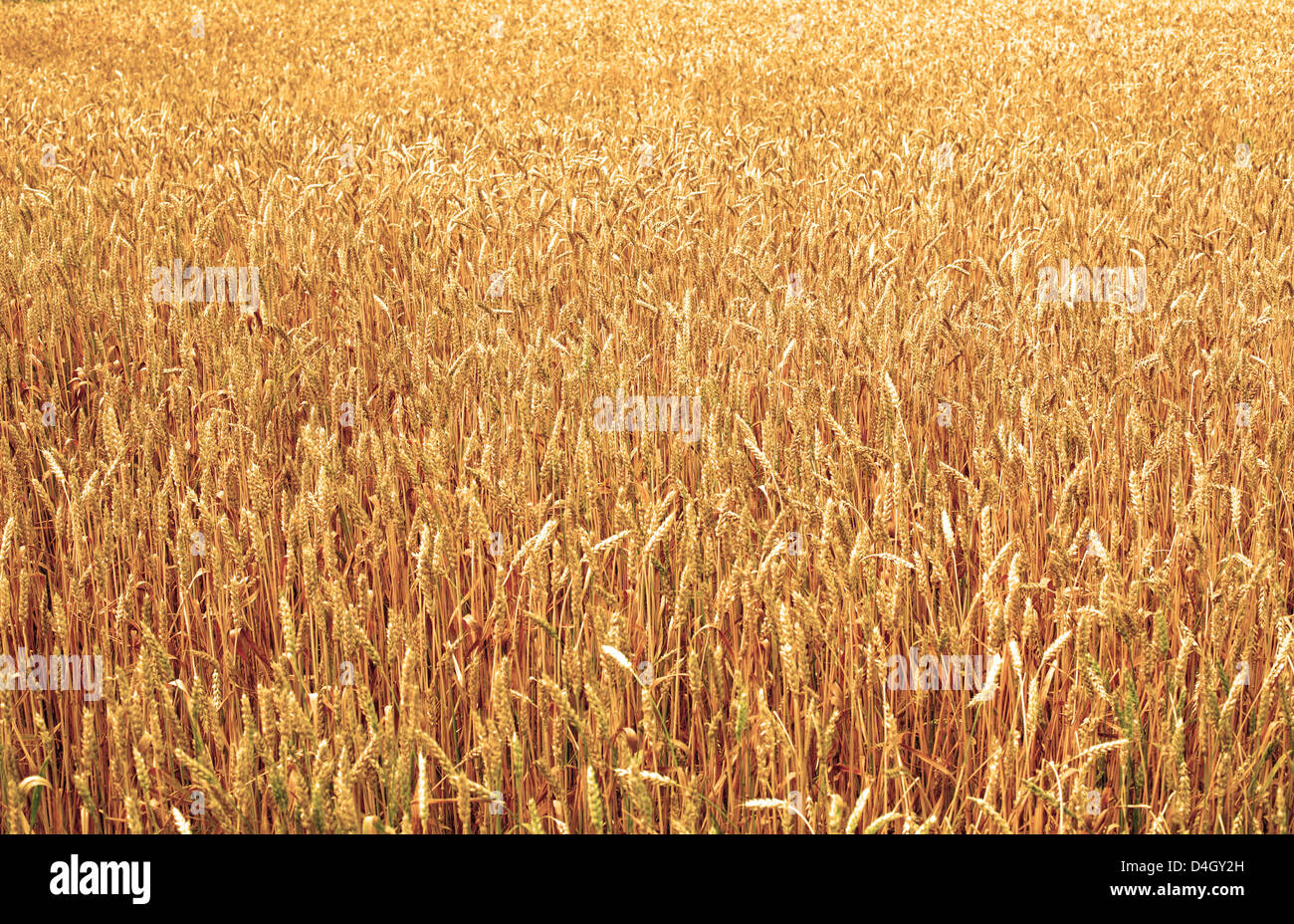 wheat plant. close-up Stock Photo - Alamy