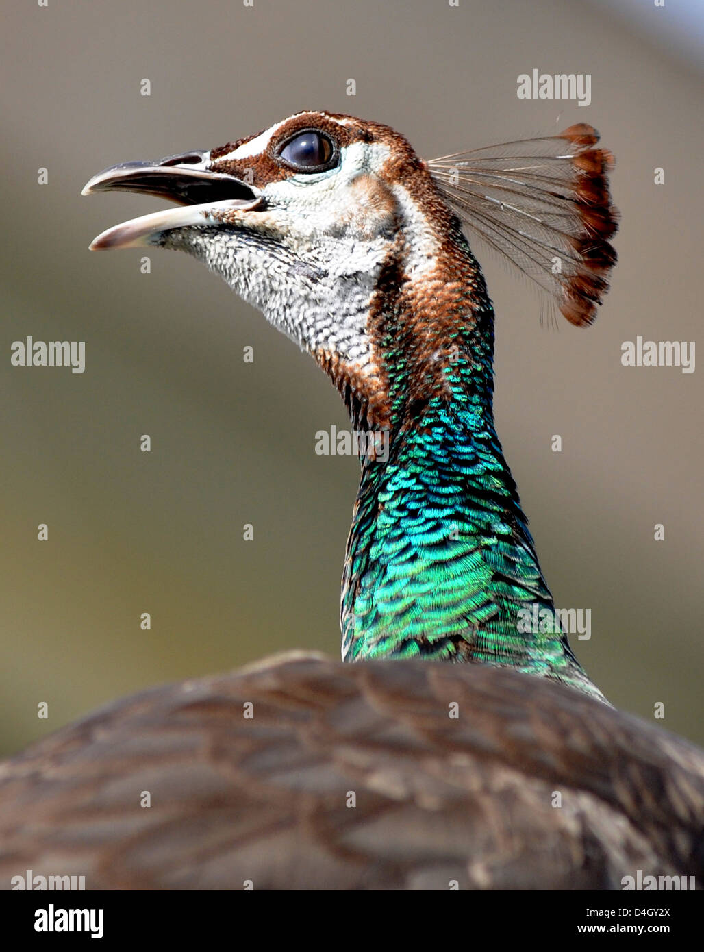 Peahen bird hi-res stock photography and images - Alamy
