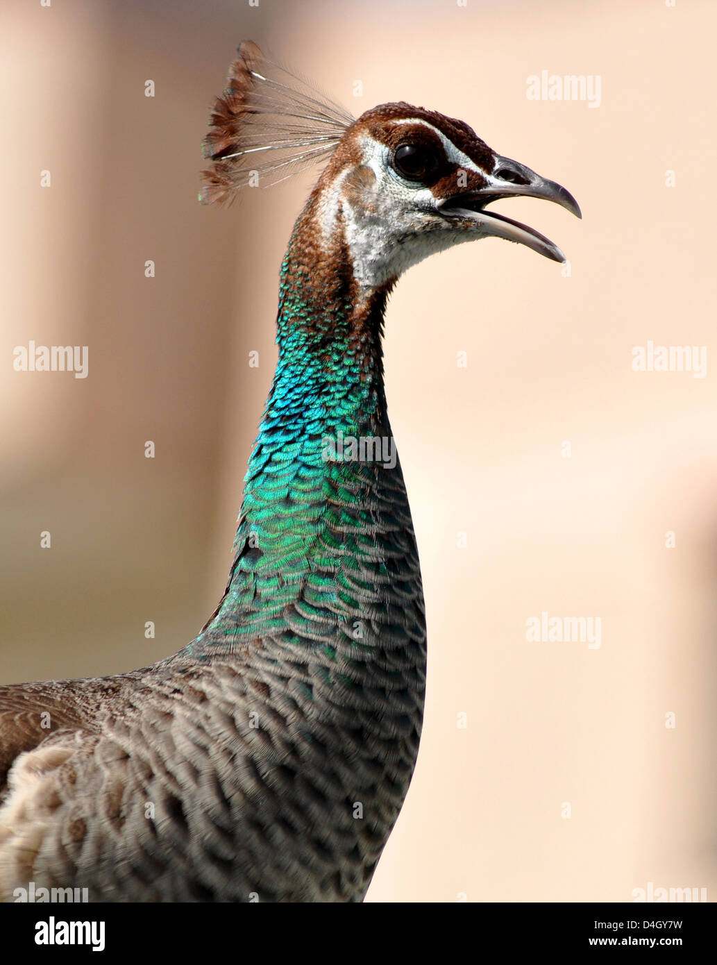 Peahen bird hi-res stock photography and images - Alamy