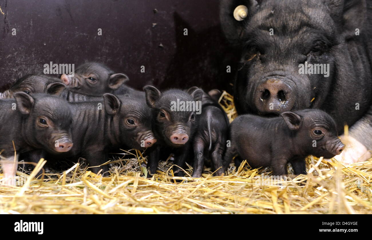 Seven small Vietnamese pot-bellied pigs are pictured with their mother ...