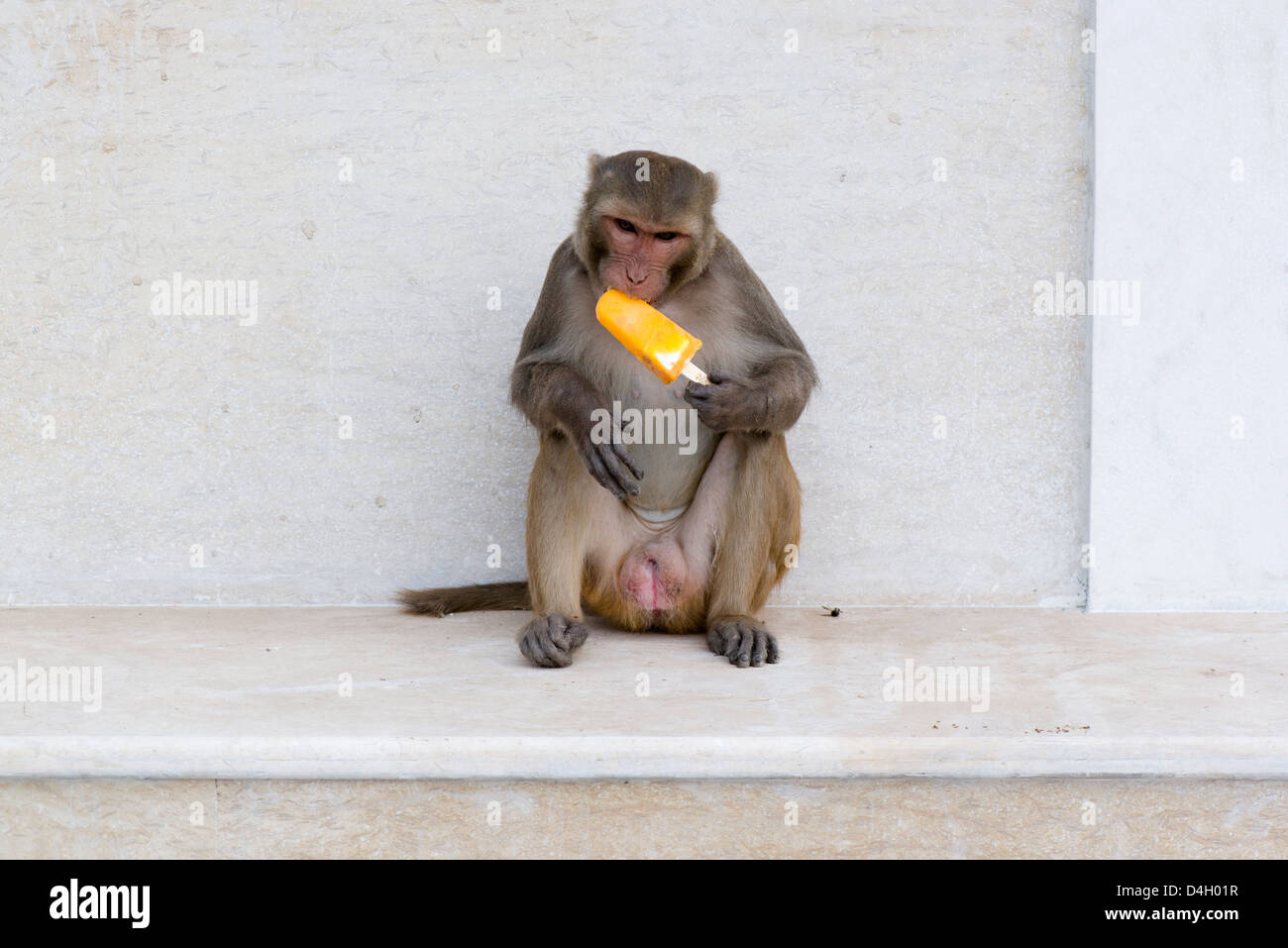 A monkey enjoys an ice lolly given by a passer by in Mathura, West ...