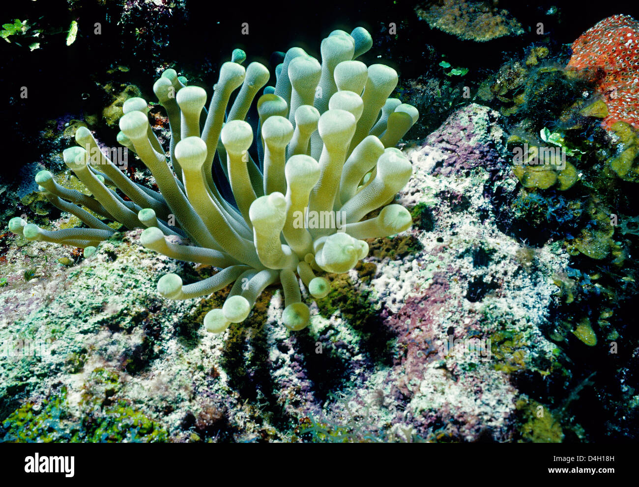 Giant anemone condylactis gigantea hi-res stock photography and images ...