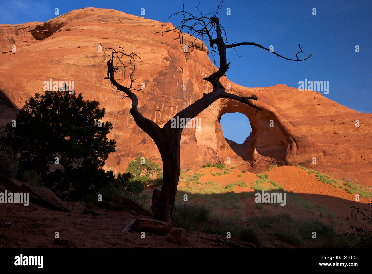 Dead juniper tree frames Ear of the Wind Arch, Monument Valley Navajo ...