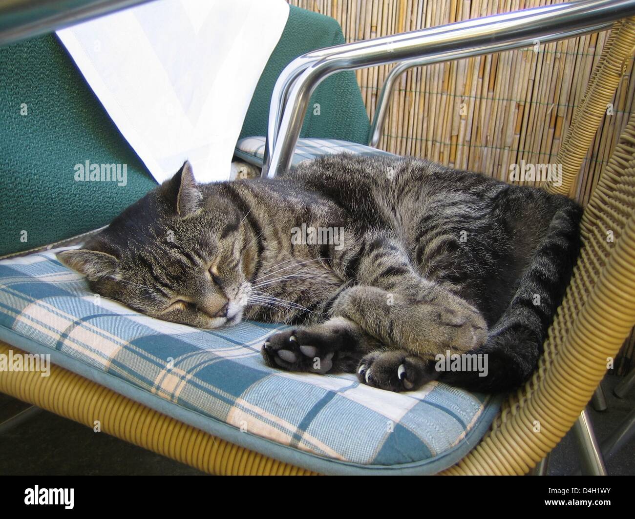 A tomcat takes a relaxing nap on a cushion in the inner yard of a ...