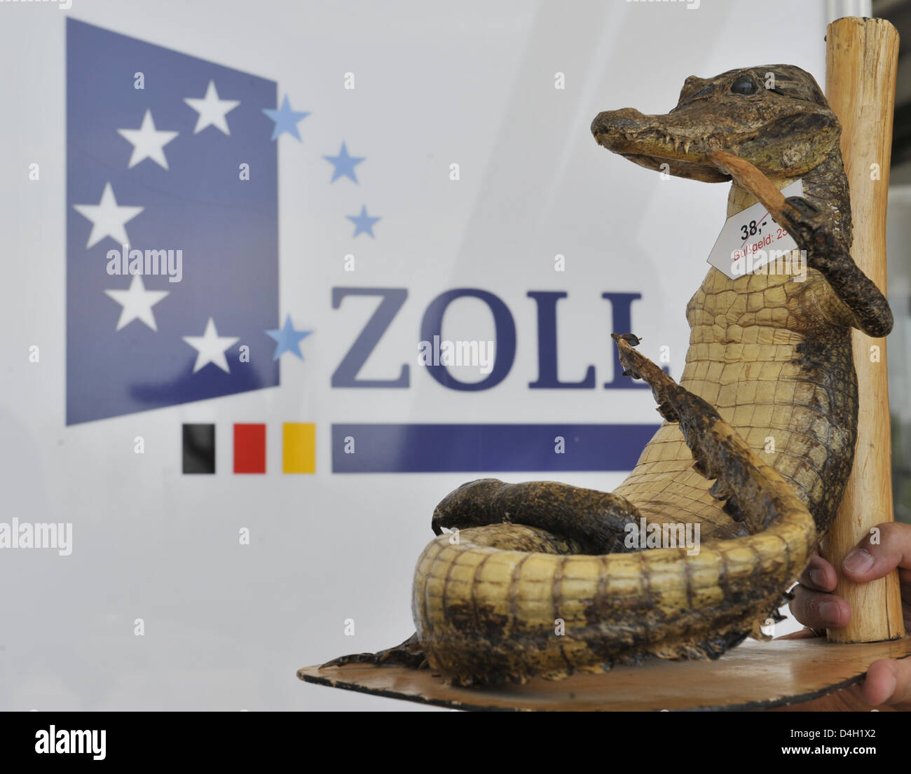A dissected crocodile captured in front of the logo of the German ...