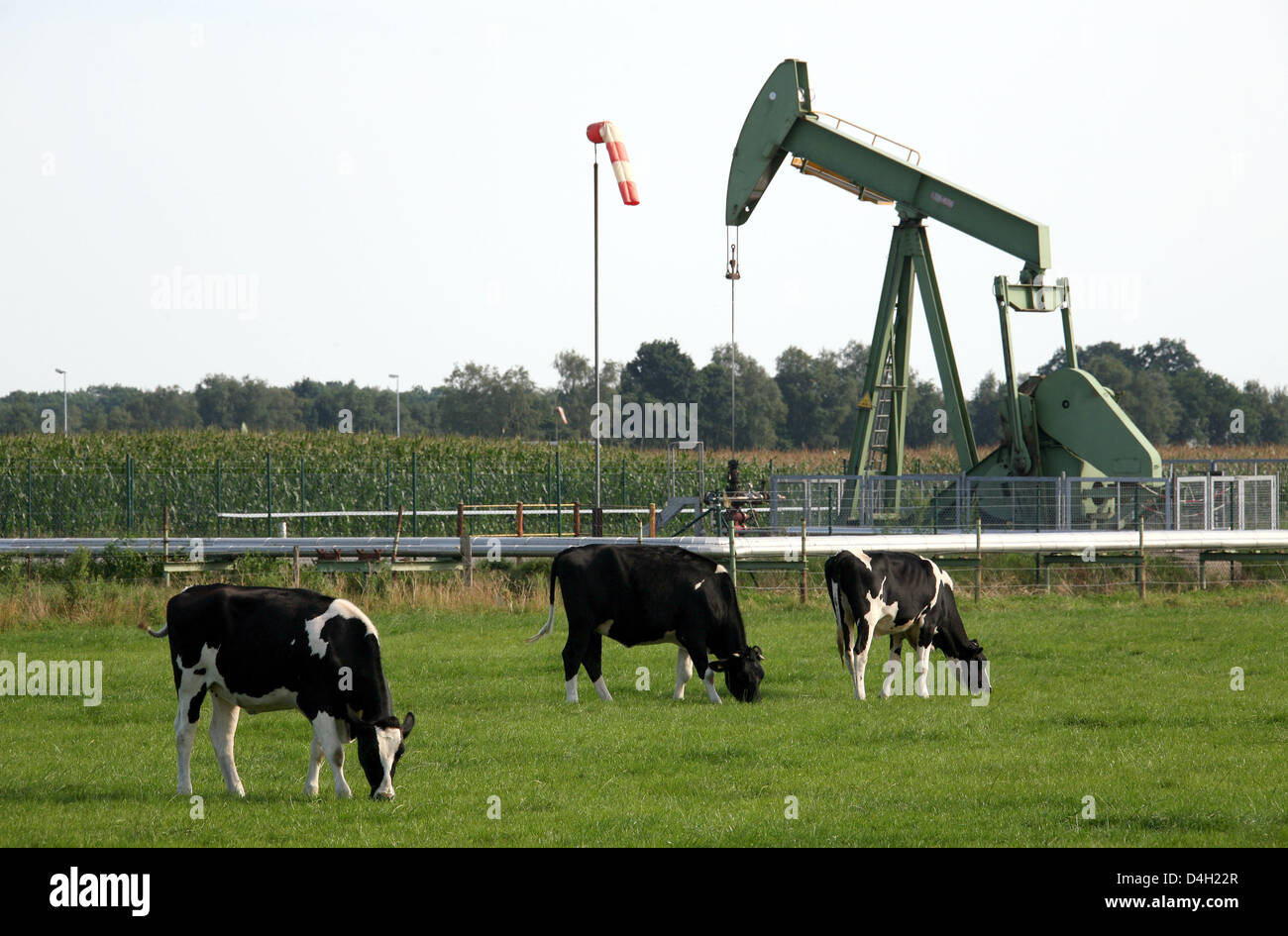 Cows graze on a medaow in front of a pumpjack-type oil pump near ...
