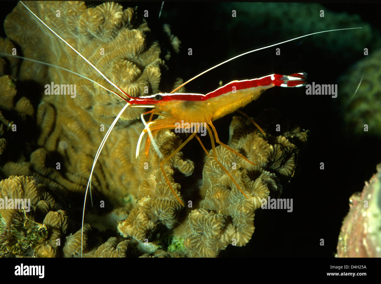 Scarlet Skunk Cleaner Shrimp Lysmata amboinensis, Crustacea symbiosis ...
