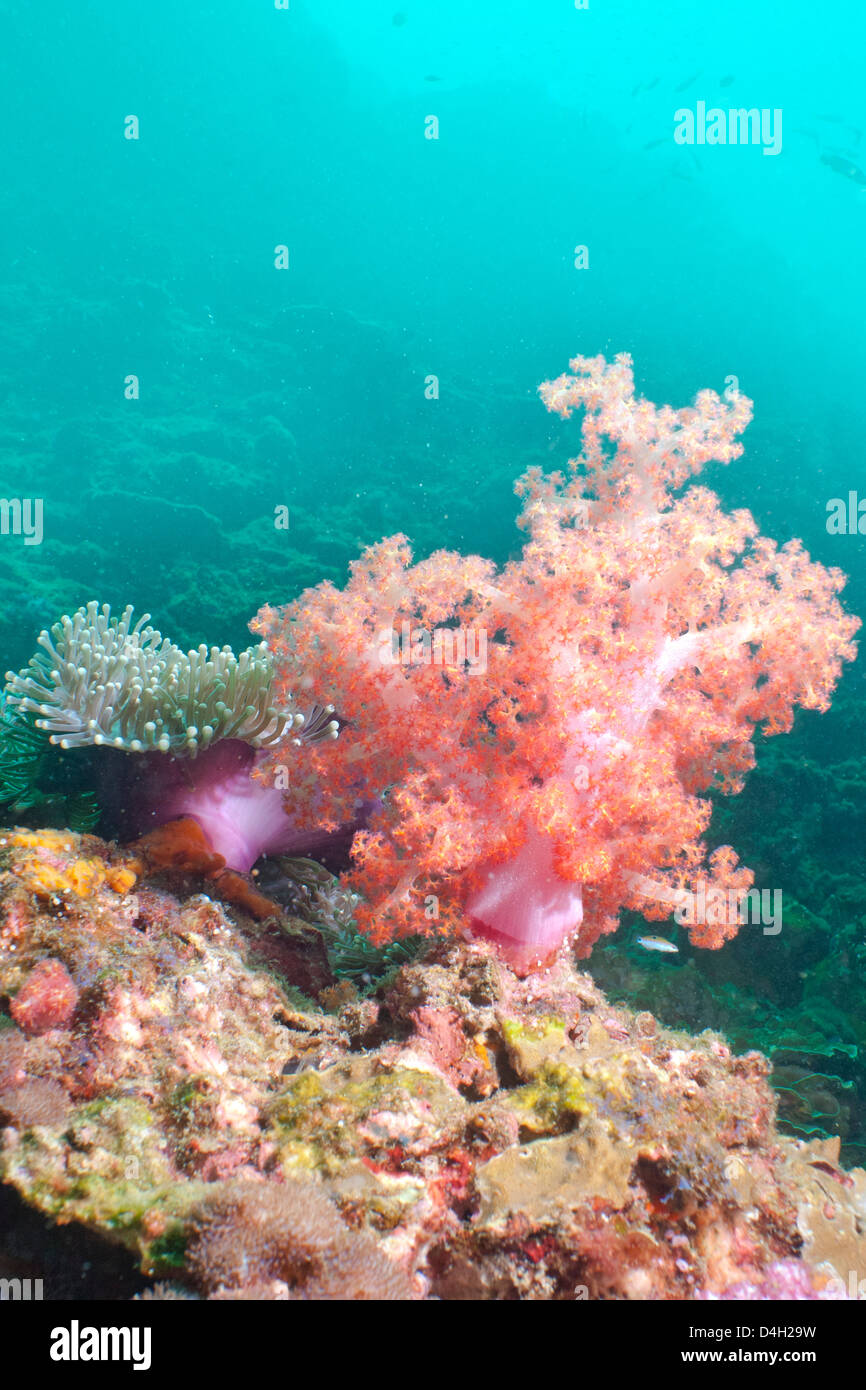 Pink Dendronephthya, soft coral, Southern Thailand, Andaman Sea, Indian ...