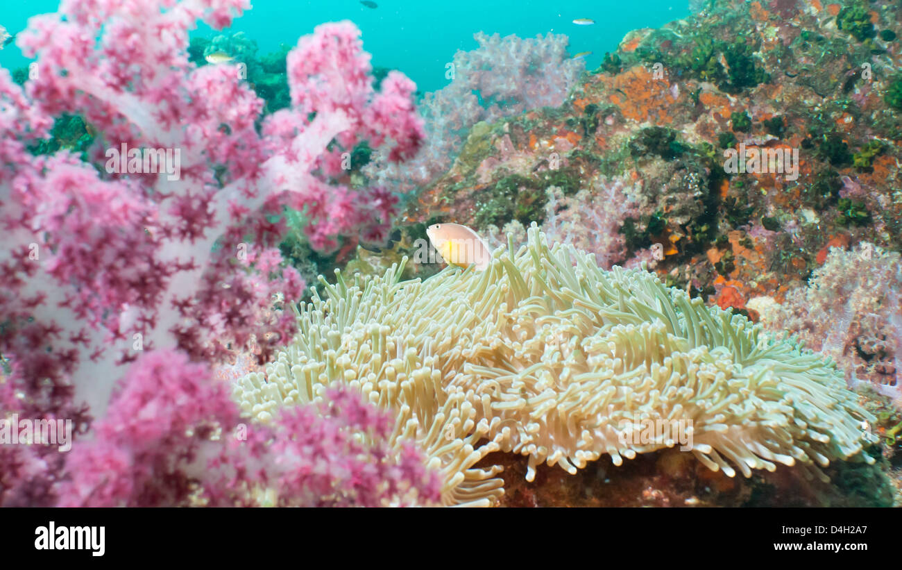 Coralanemonefish hi-res stock photography and images - Alamy