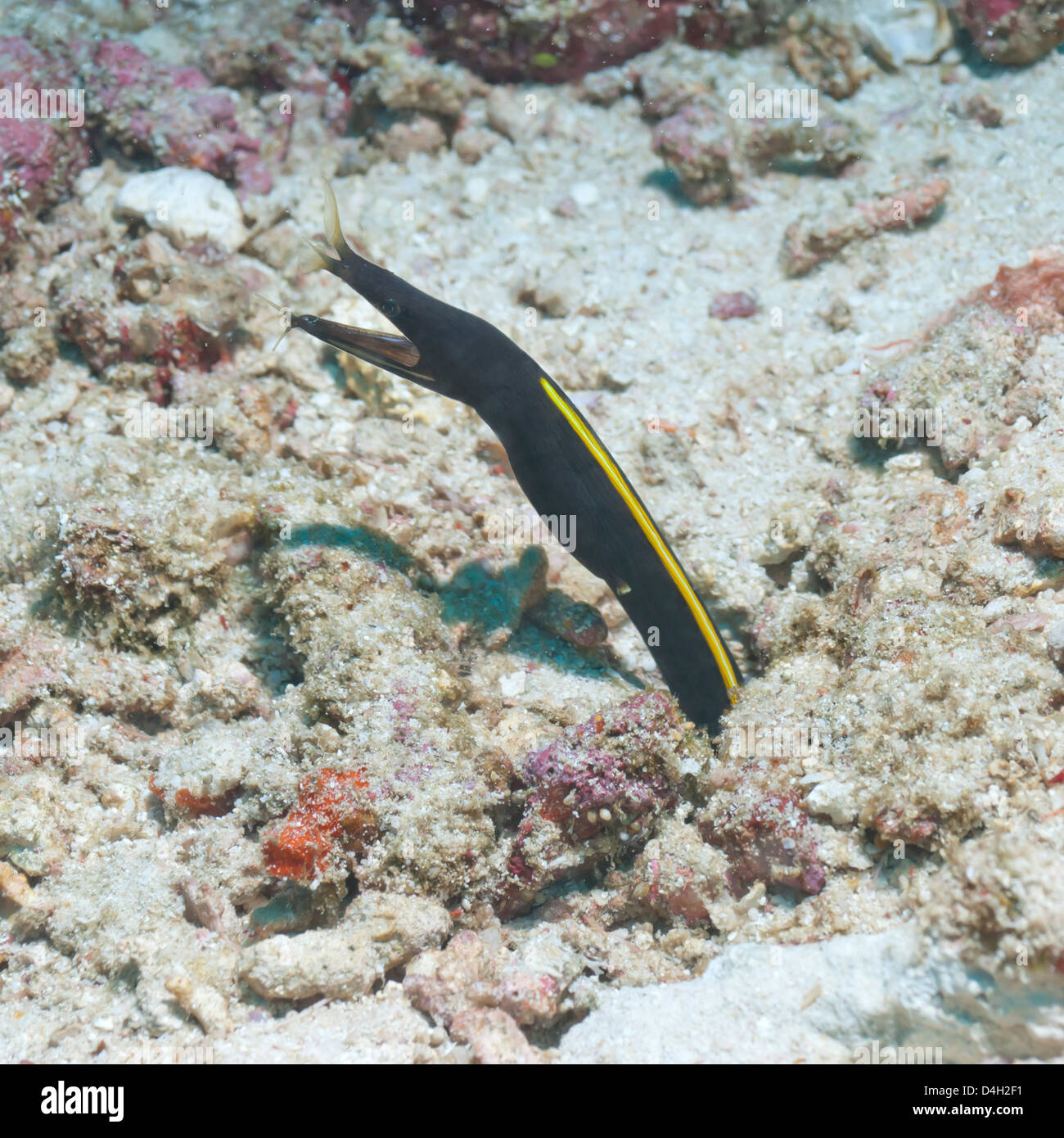 Juvenile ribbon eel hi-res stock photography and images - Alamy