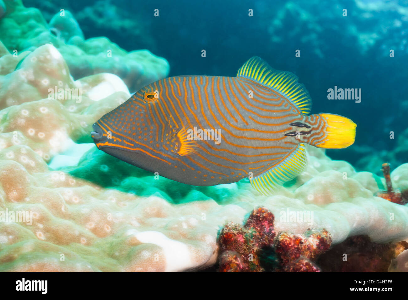 Orange Lined Triggerfish (Balistapus undulatus), Southern Thailand ...