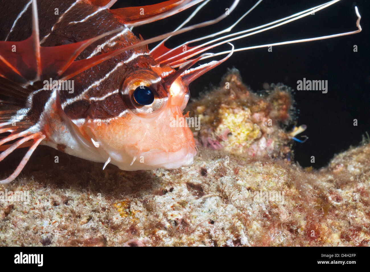 Scorpionfish (white-lined lionfish), (Pterois radiata), Southern ...