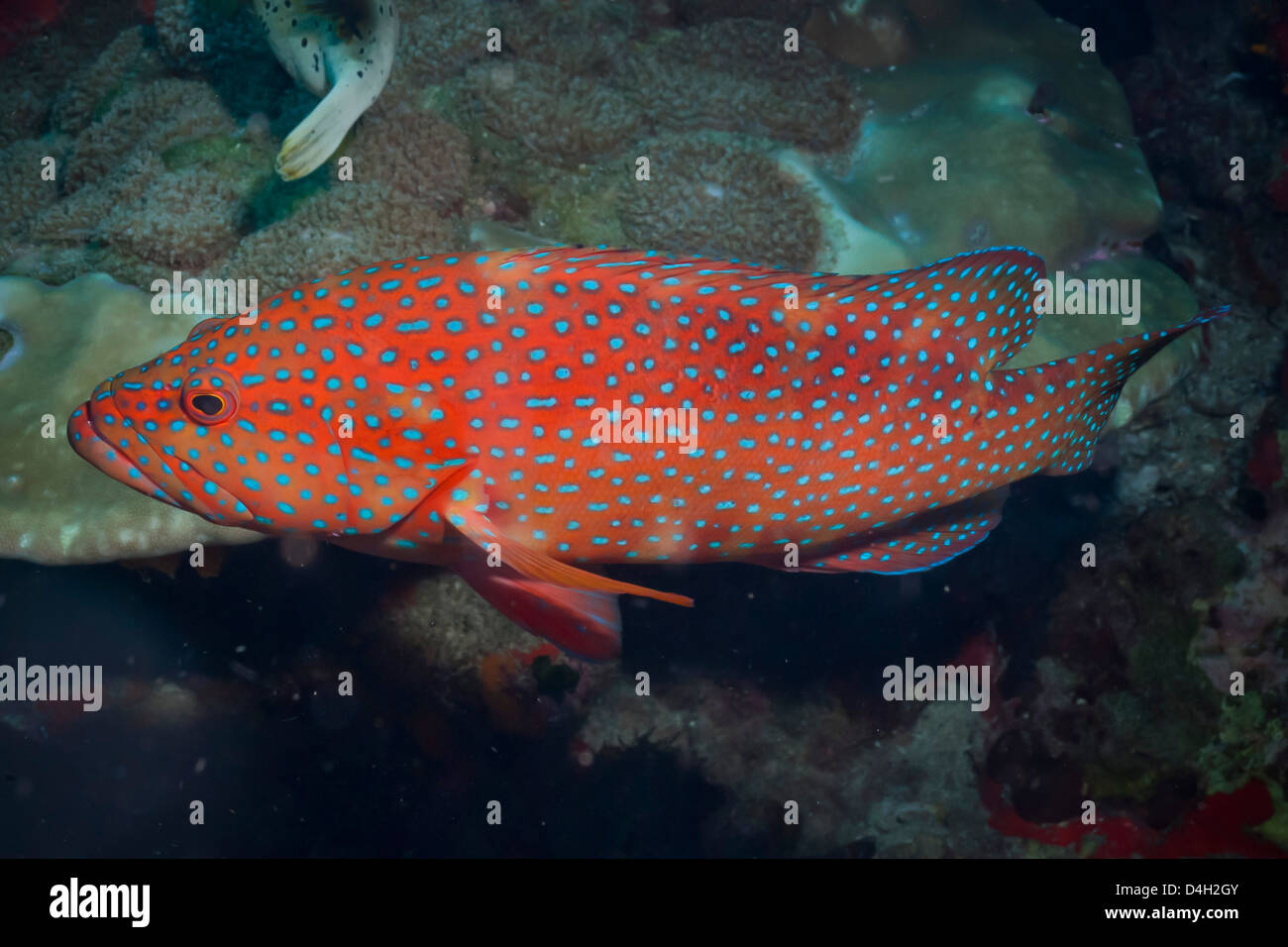 Coral hind (cephalopholis), Southern Thailand, Andaman Sea, Indian ...
