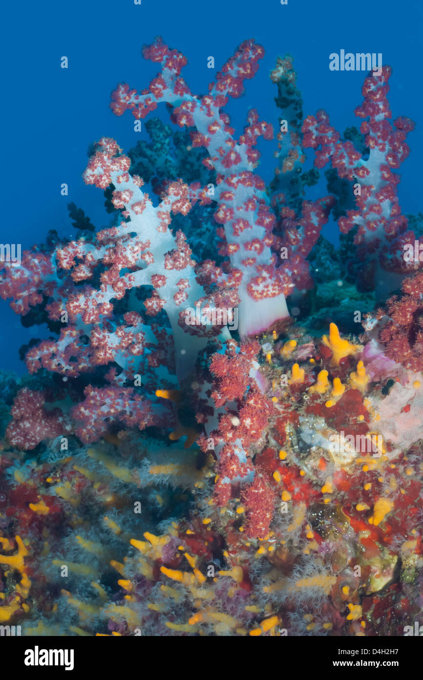 Scleronephthya, soft coral, Southern Thailand, Andaman Sea, Indian ...
