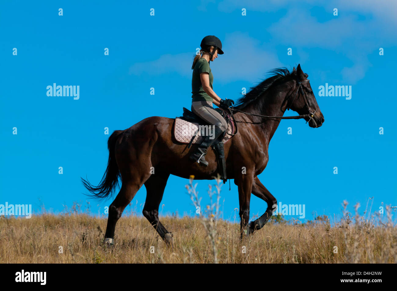 Riding Animals High Resolution Stock Photography and Images - Alamy