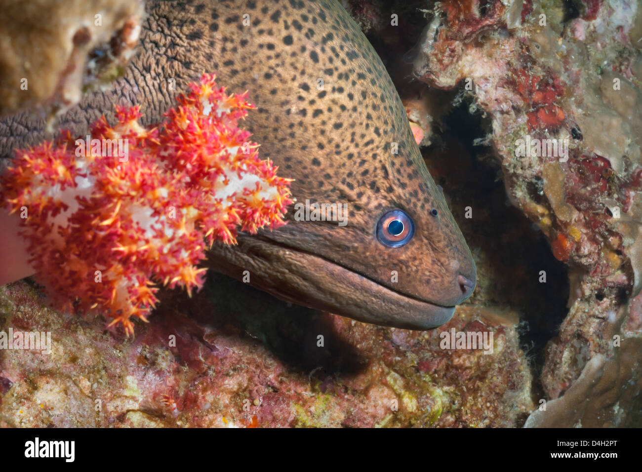 Giant moray eel (Gymnothorax javanicus), Southern Thailand, Andaman Sea ...