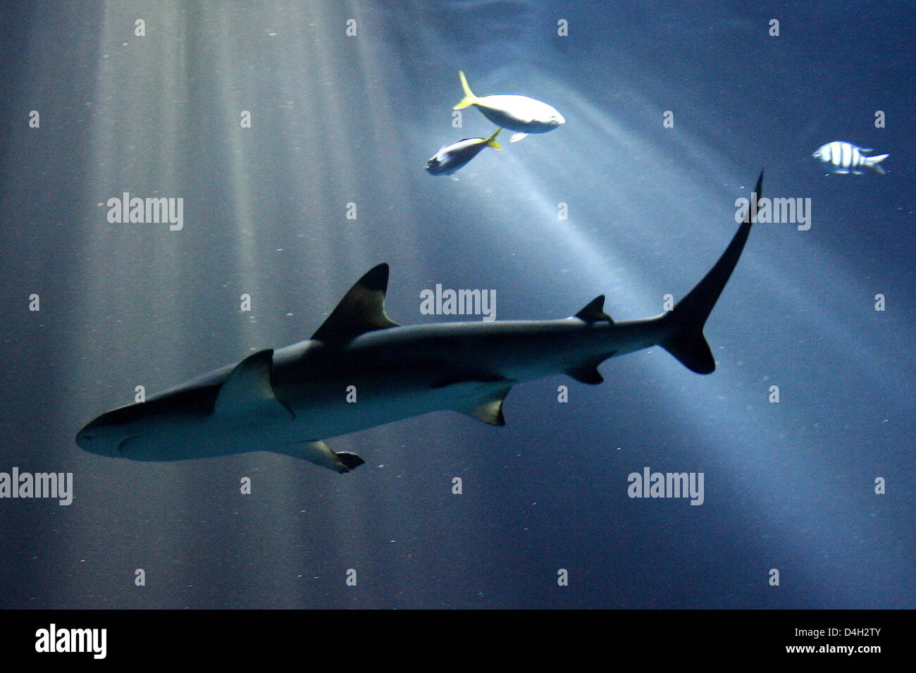 A Blacktip reef shark swims throught an aquarium at animal park ...