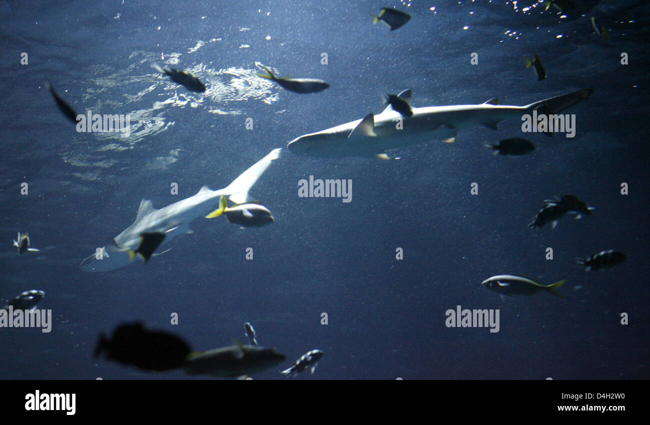 Two Blacktip reef sharks swim throught an aquarium at animal park ...