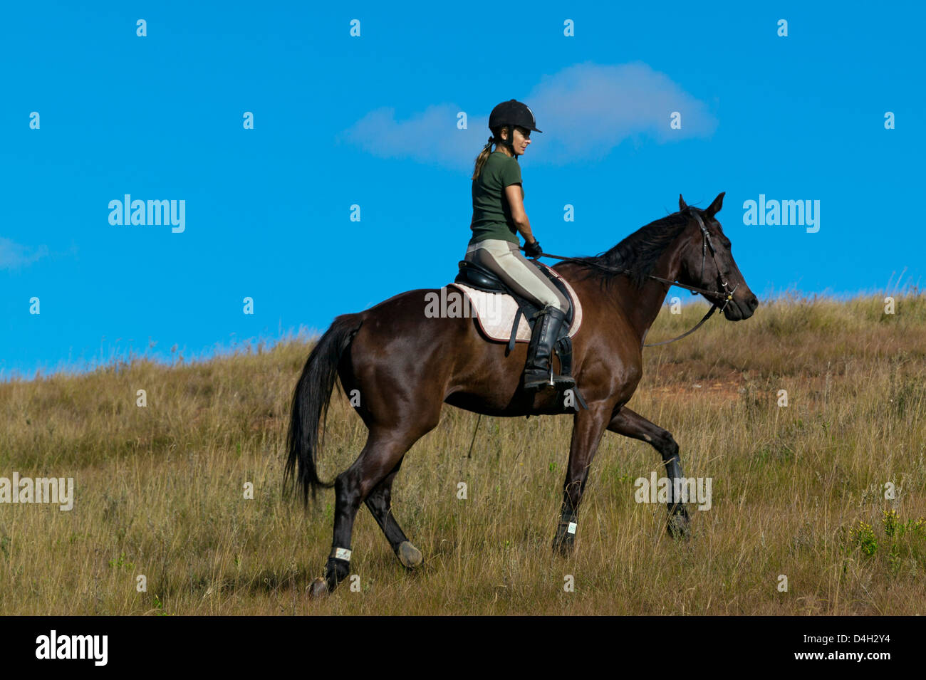 Rider horizontal hi-res stock photography and images - Alamy