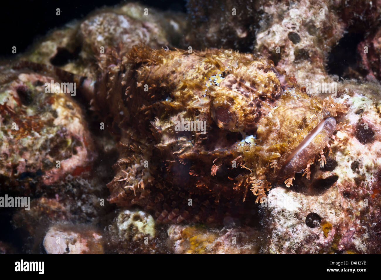 Scorpionfish (bearded scorpionfish) (Scorpaenopis barbatus), Southern ...