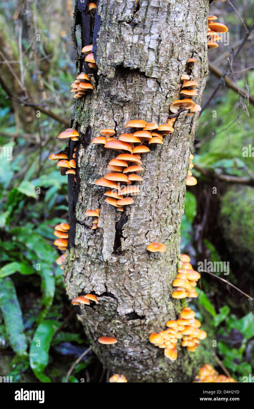 Dead elm trees hi-res stock photography and images - Alamy