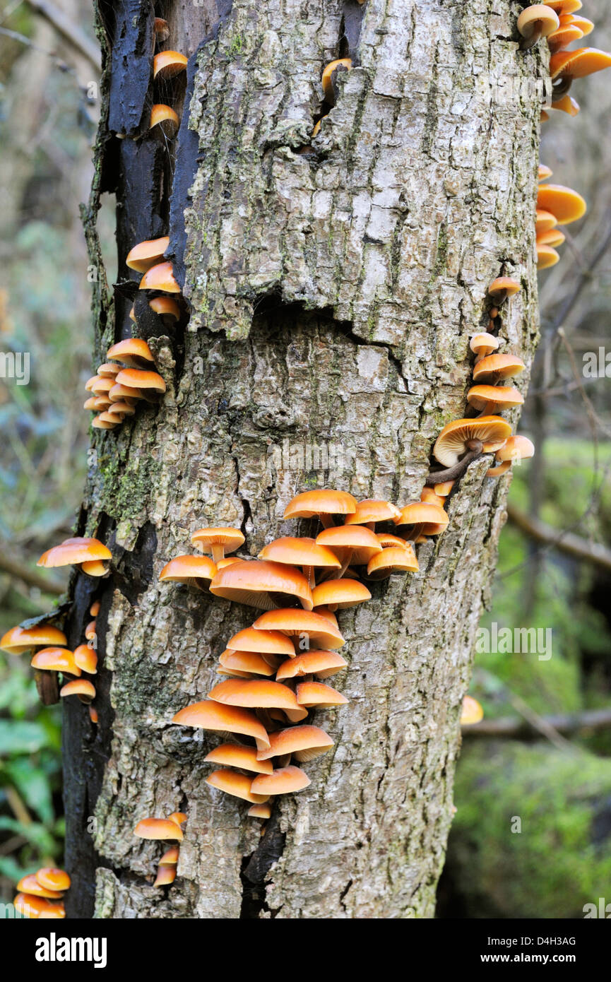 Dead Elm Tree High Resolution Stock Photography and Images - Alamy