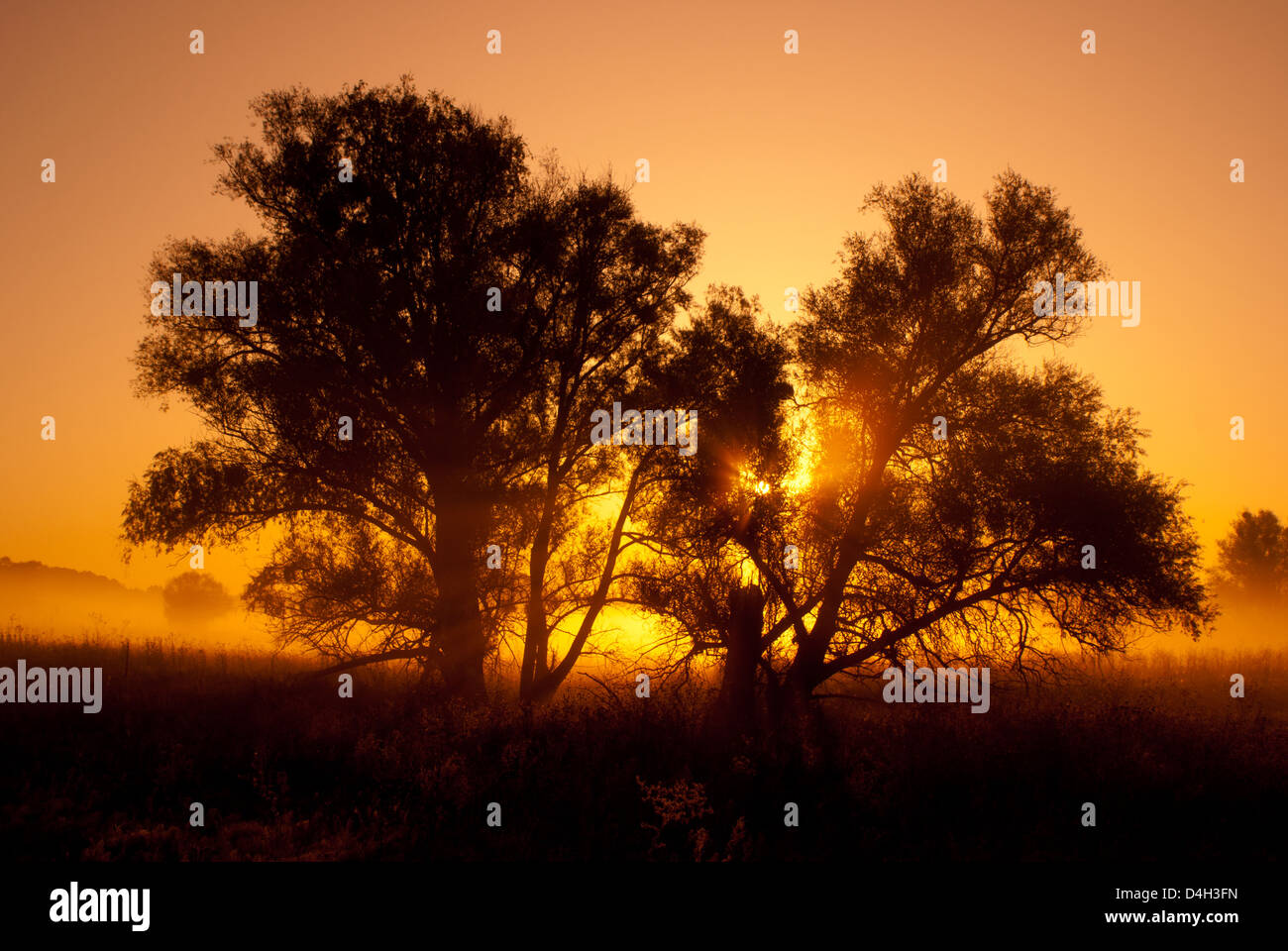 Silhouettes of trees in orange sunrise backlit. Woodland scene Stock ...