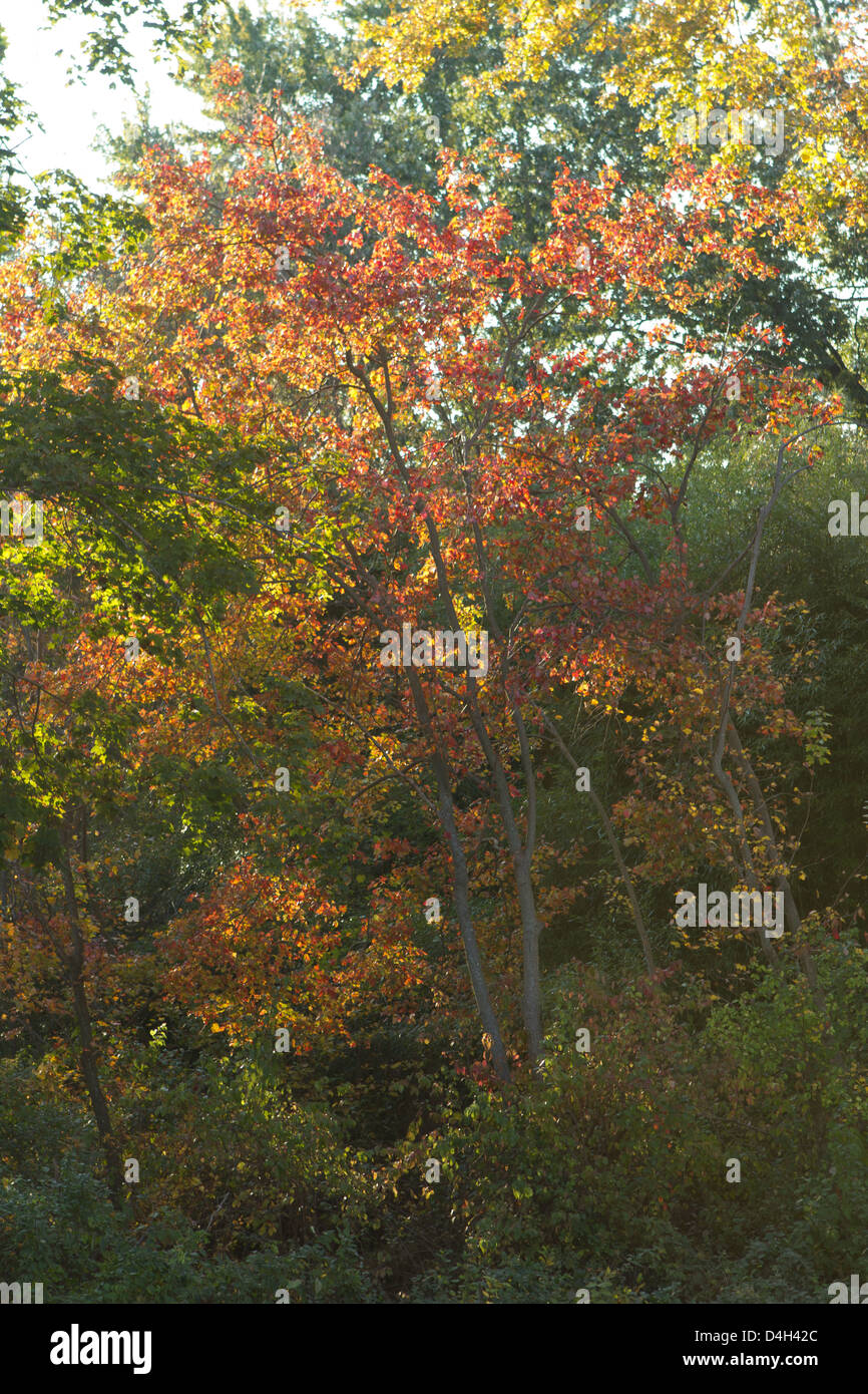 Autumn season warm sunny during the daytime cold at night, Autumn marks ...