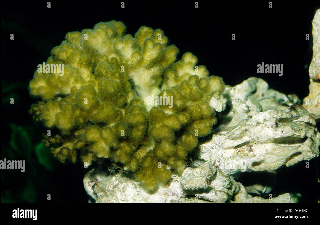 Cauliflower coral Pocillopora sp. Pocilloporidae Stock Photo - Alamy