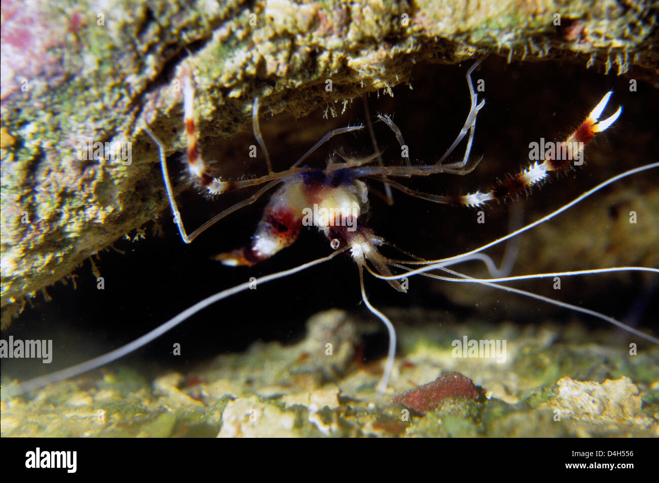 Boxer shrimp Stenopus hispidus Stenopodidae indo-pacific ocean Stock ...
