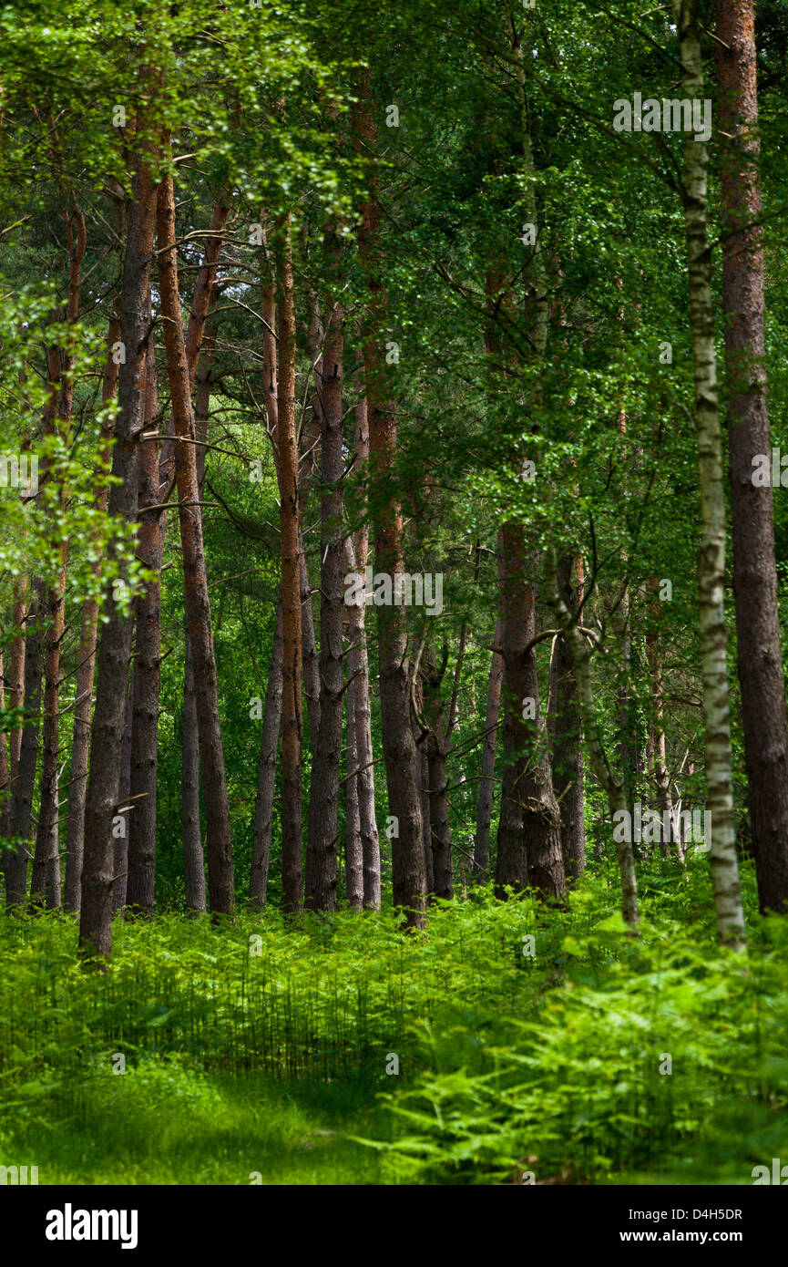 The Fontainebleau's Forest,Seine Et Marne,Ile De France,France Stock ...