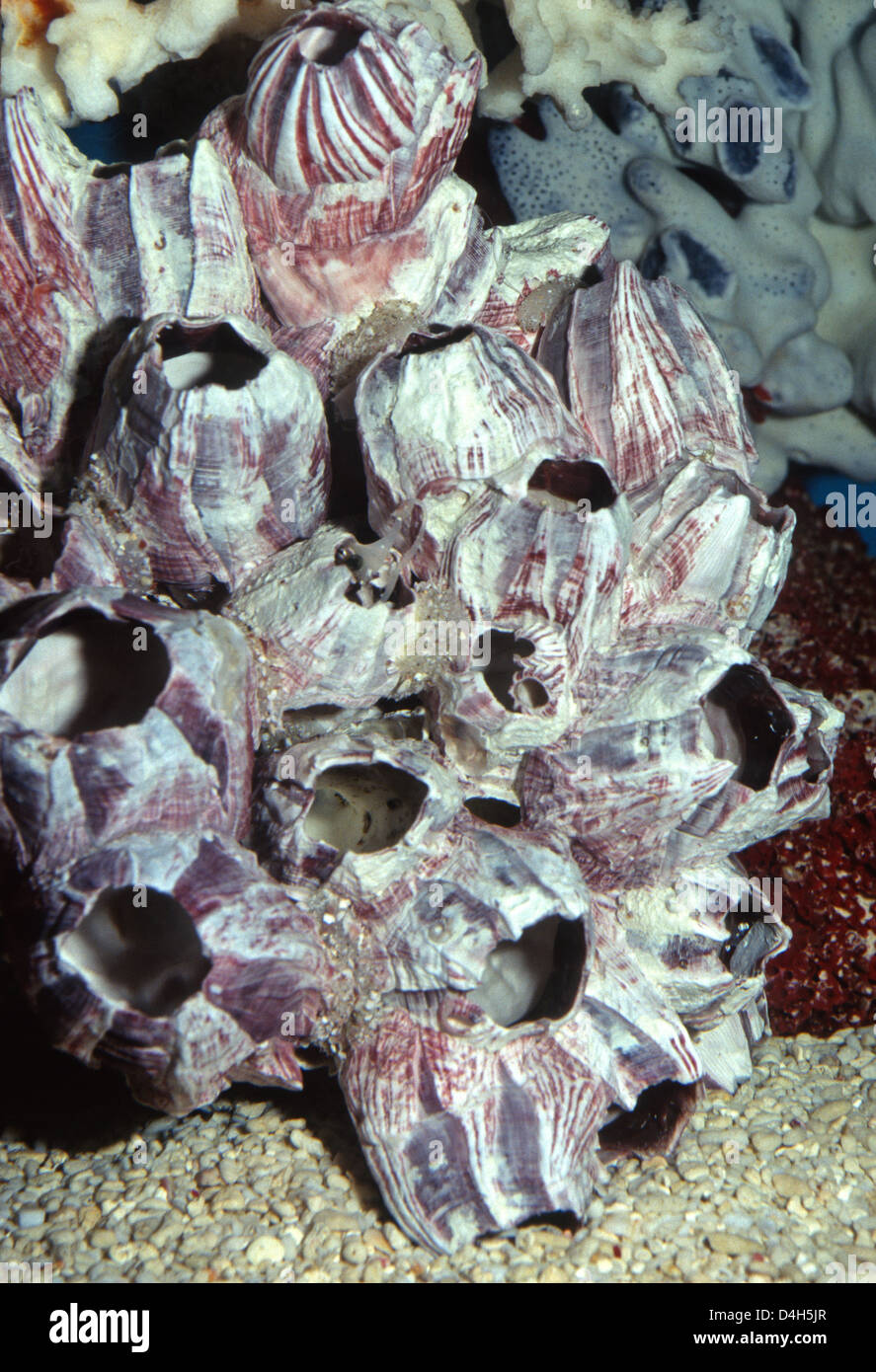 Balanus amphitrite hi-res stock photography and images - Alamy