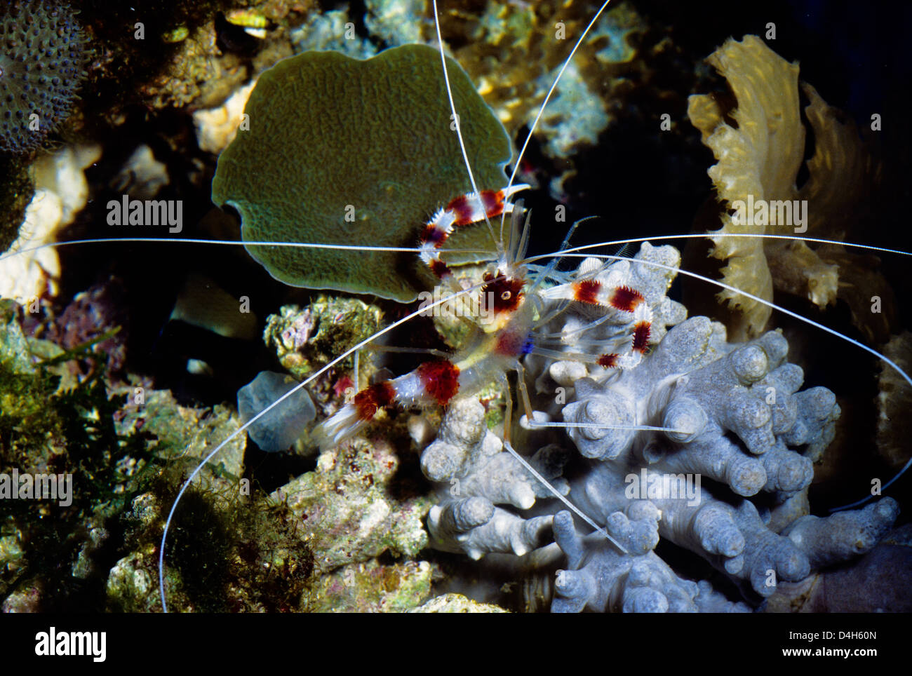 Boxer shrimp Stenopus hispidus Stenopodidae Stock Photo - Alamy