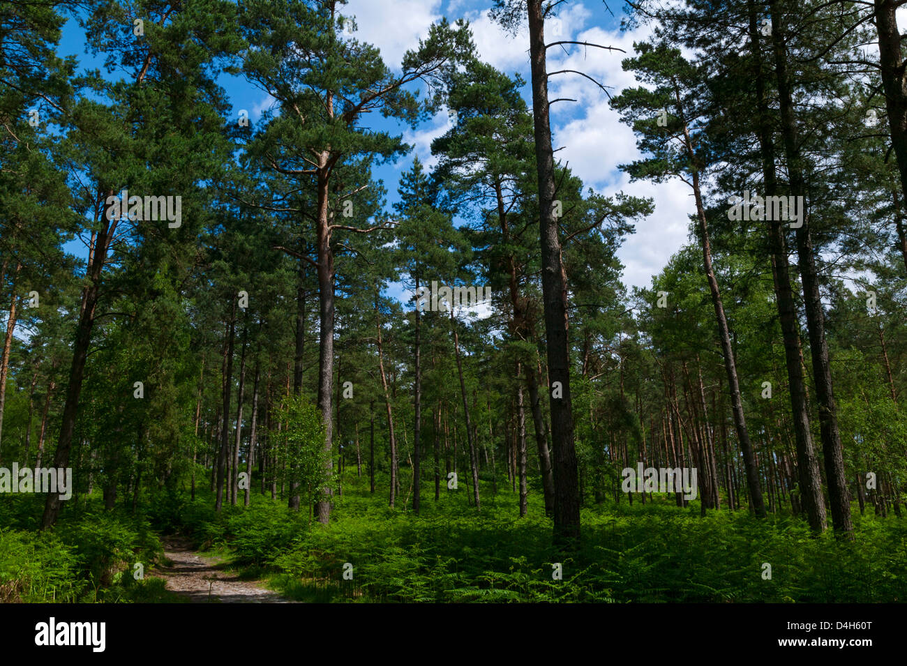 The Fontainebleau's Forest,Seine Et Marne,Ile De France,France Stock ...