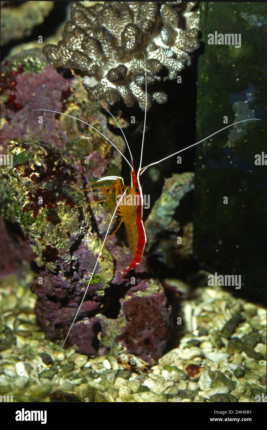 Scarlet skunk cleaner shrimp lysmata amboinensis hi-res stock ...