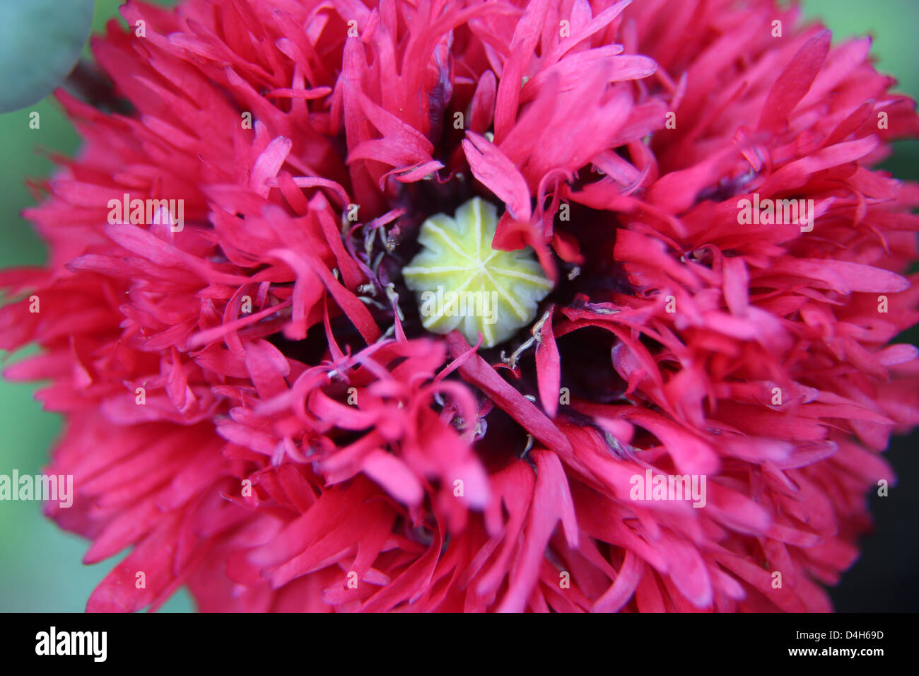 Double poppy flower pink hi-res stock photography and images - Alamy