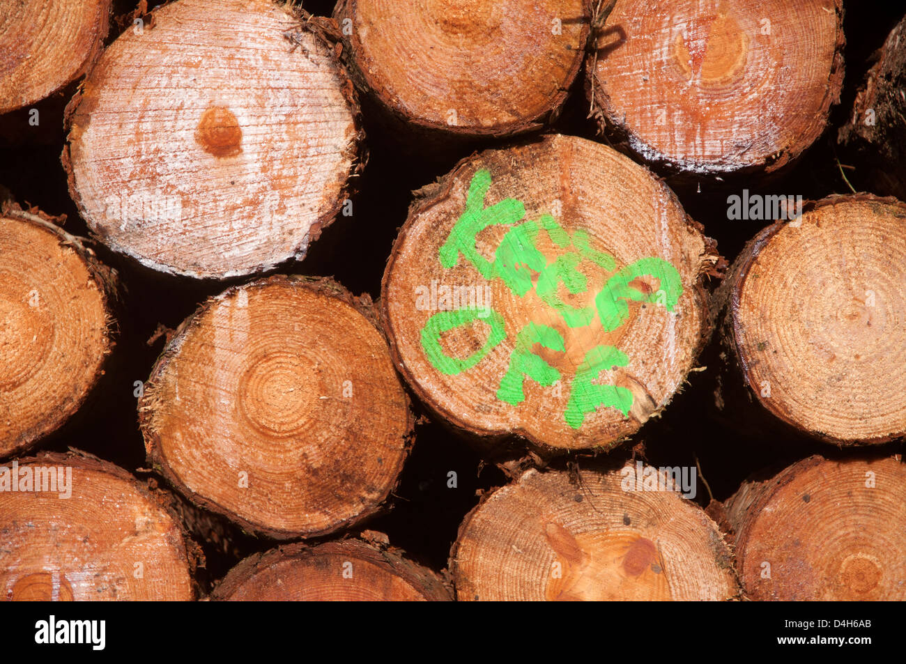 Tree_trunks hi-res stock photography and images - Alamy