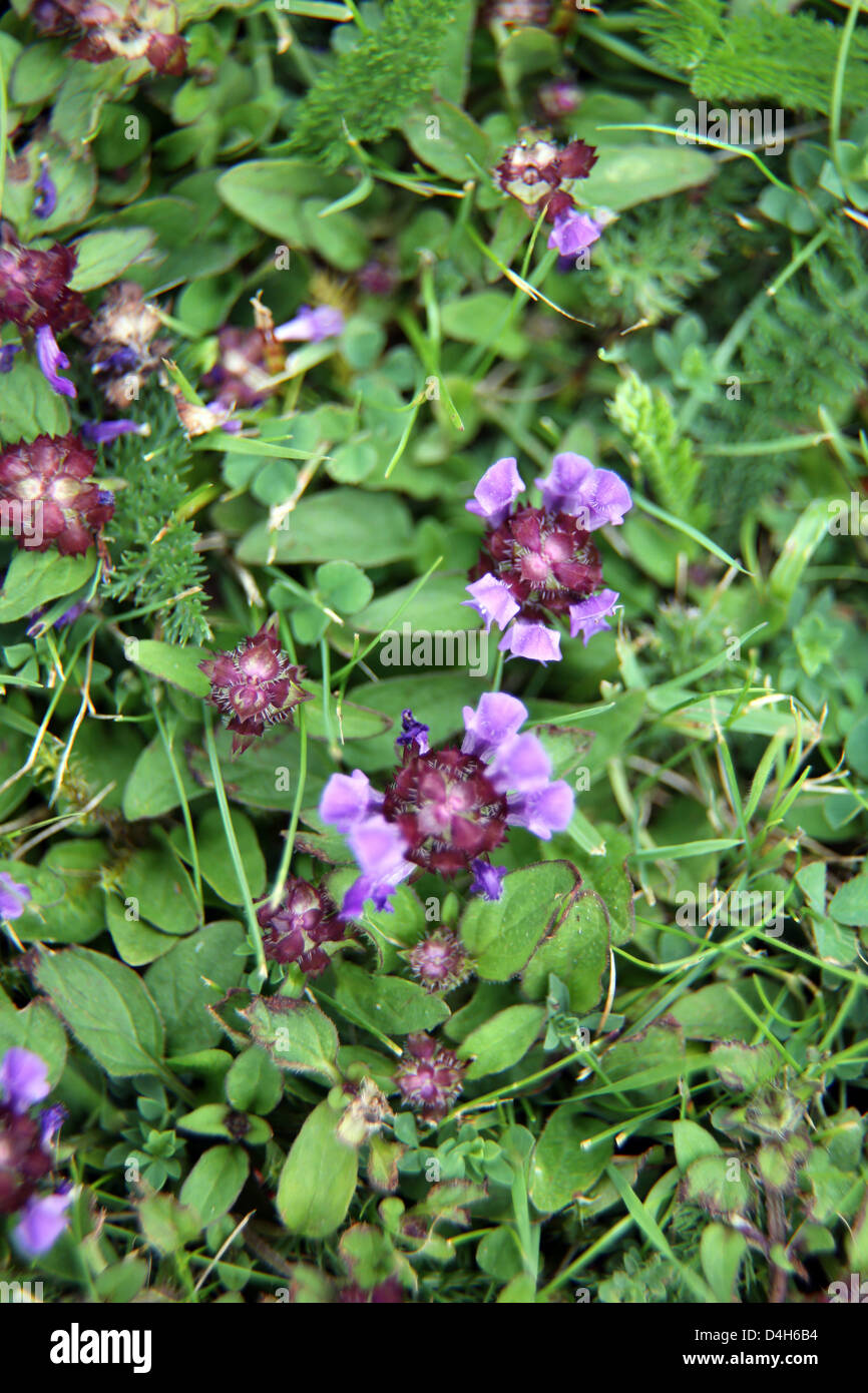 Dead Nettle in Lawn Stock Photo - Alamy
