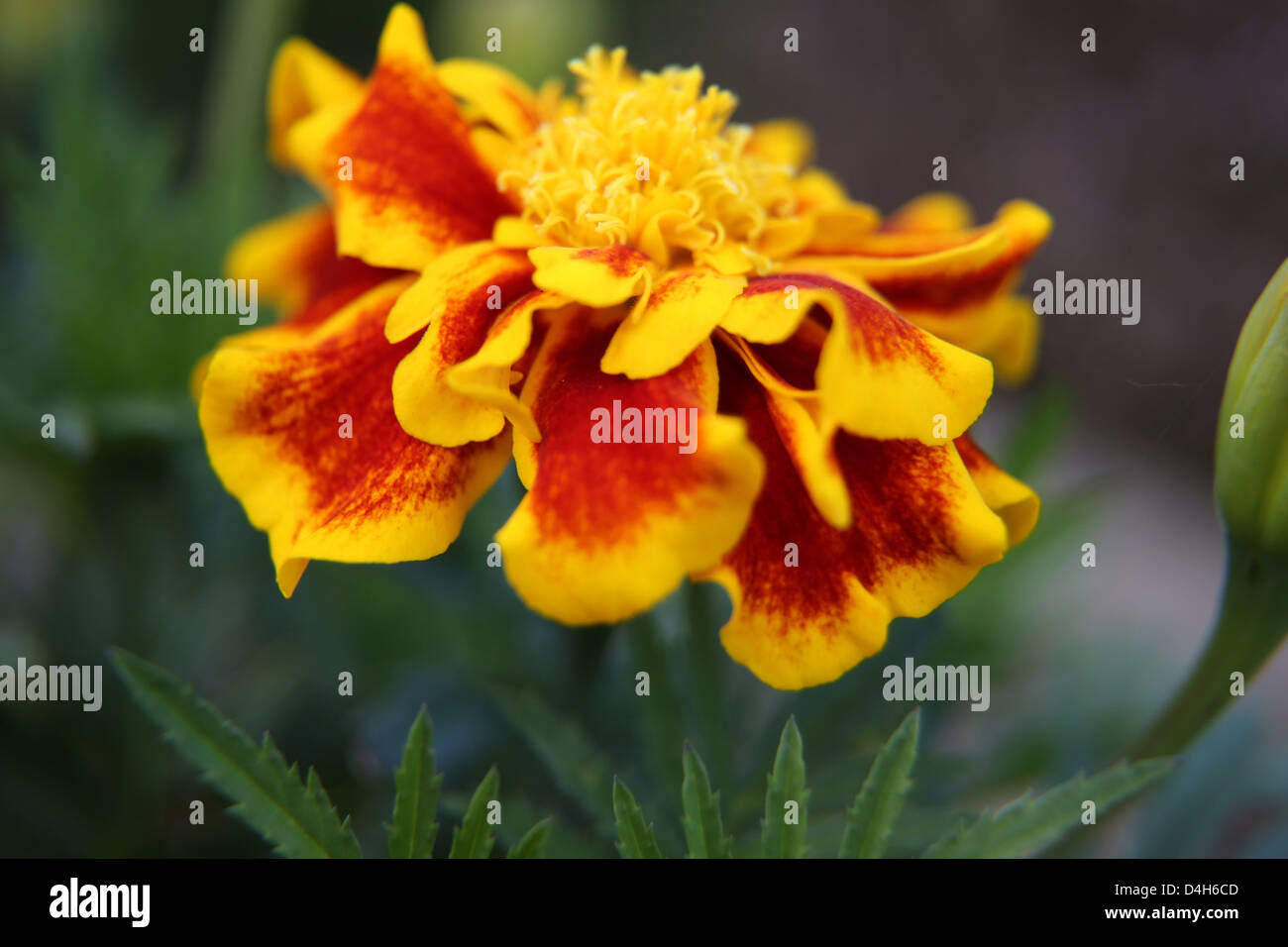 Marigold Flower In Garden Stock Photo - Alamy