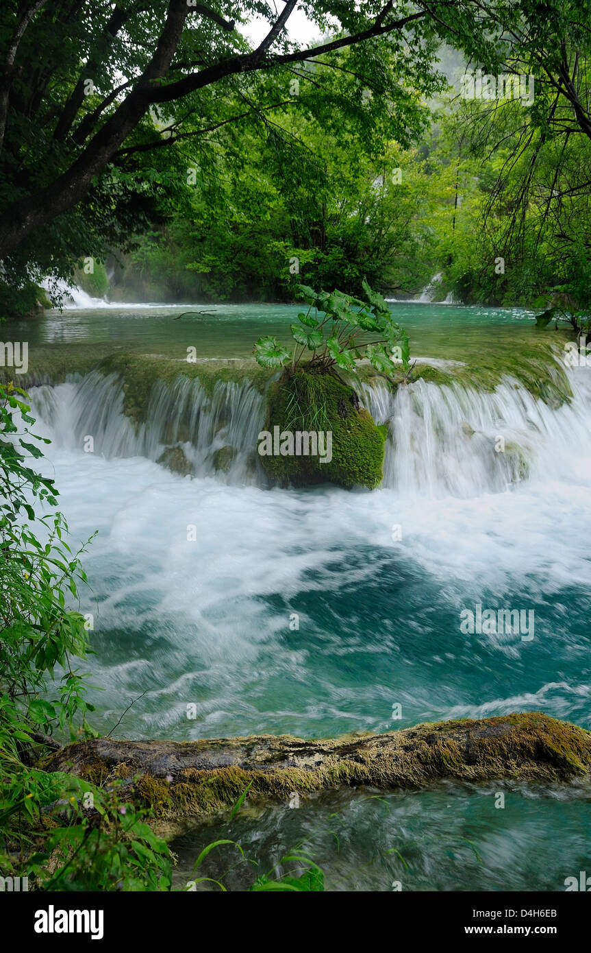 Milke Trnine waterfall overhung by trees at Plitvice Lakes National ...