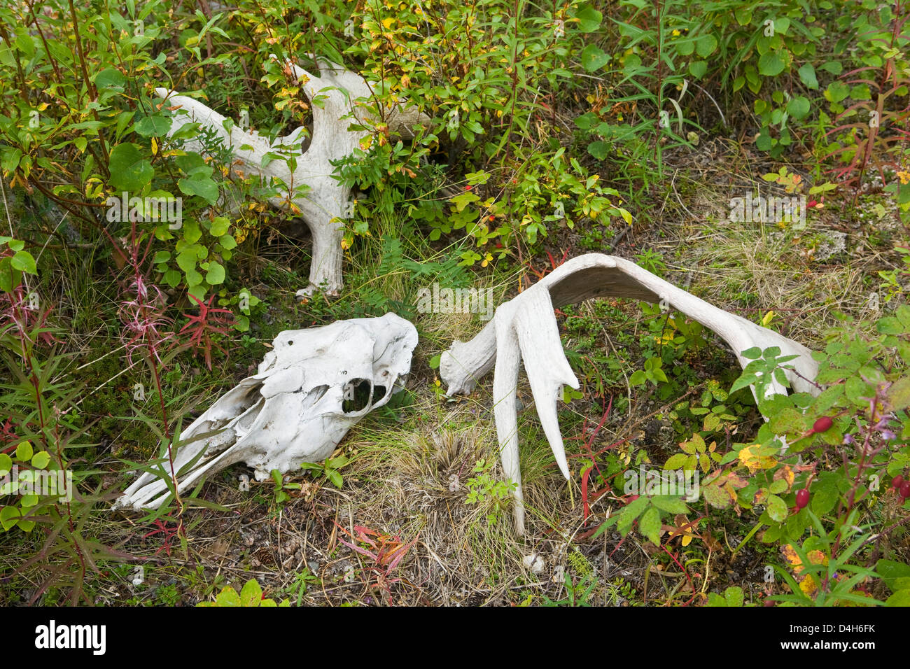 Moose skull and antlers (Alces alces) among native Alaskan plants and ...