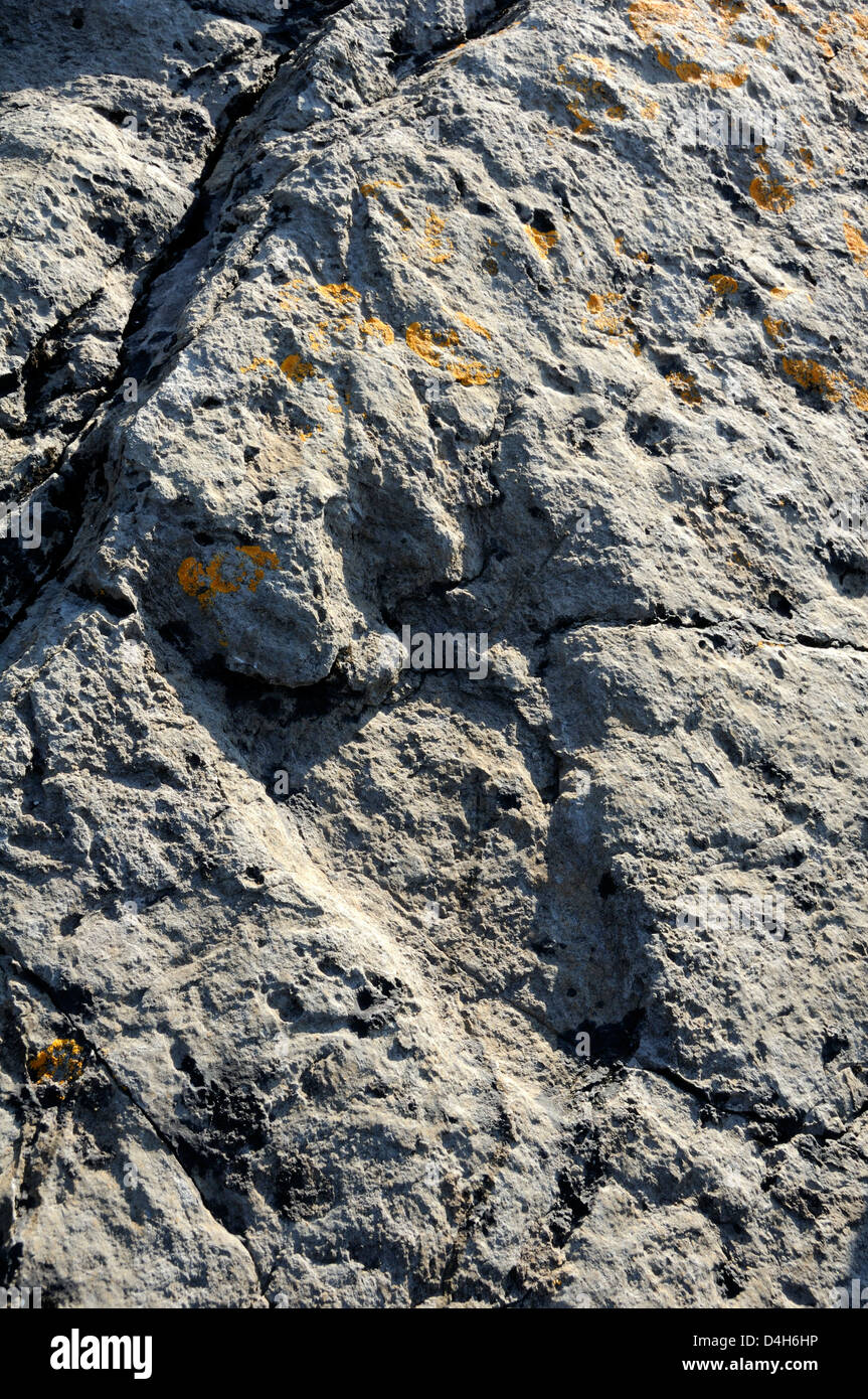 150 million year old fossilised footprint (ichnite) of theropod ...