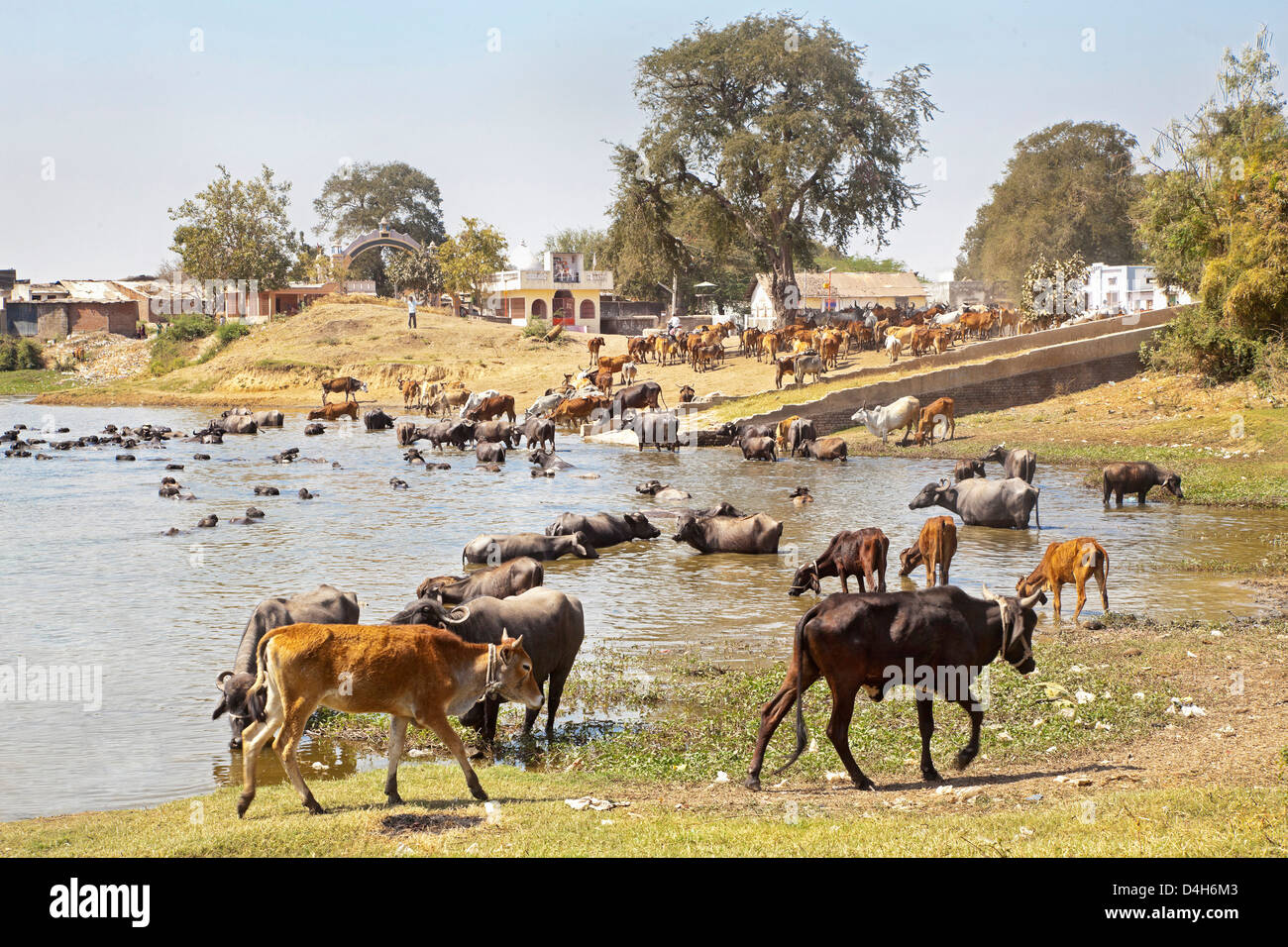 Cattle dip hi-res stock photography and images - Alamy