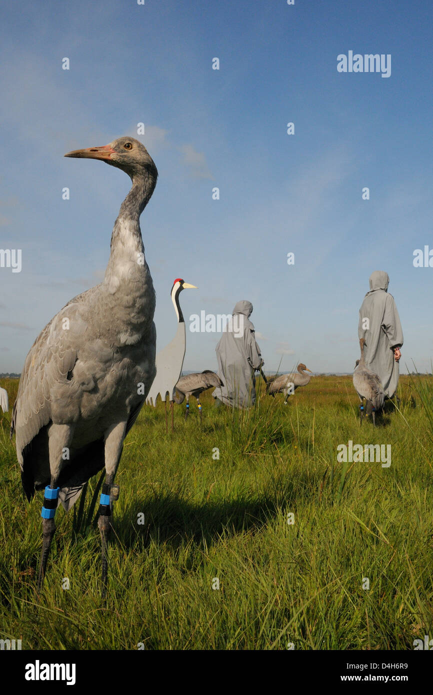 Reintroduced young common cranes feeding near an adult crane, Somerset ...