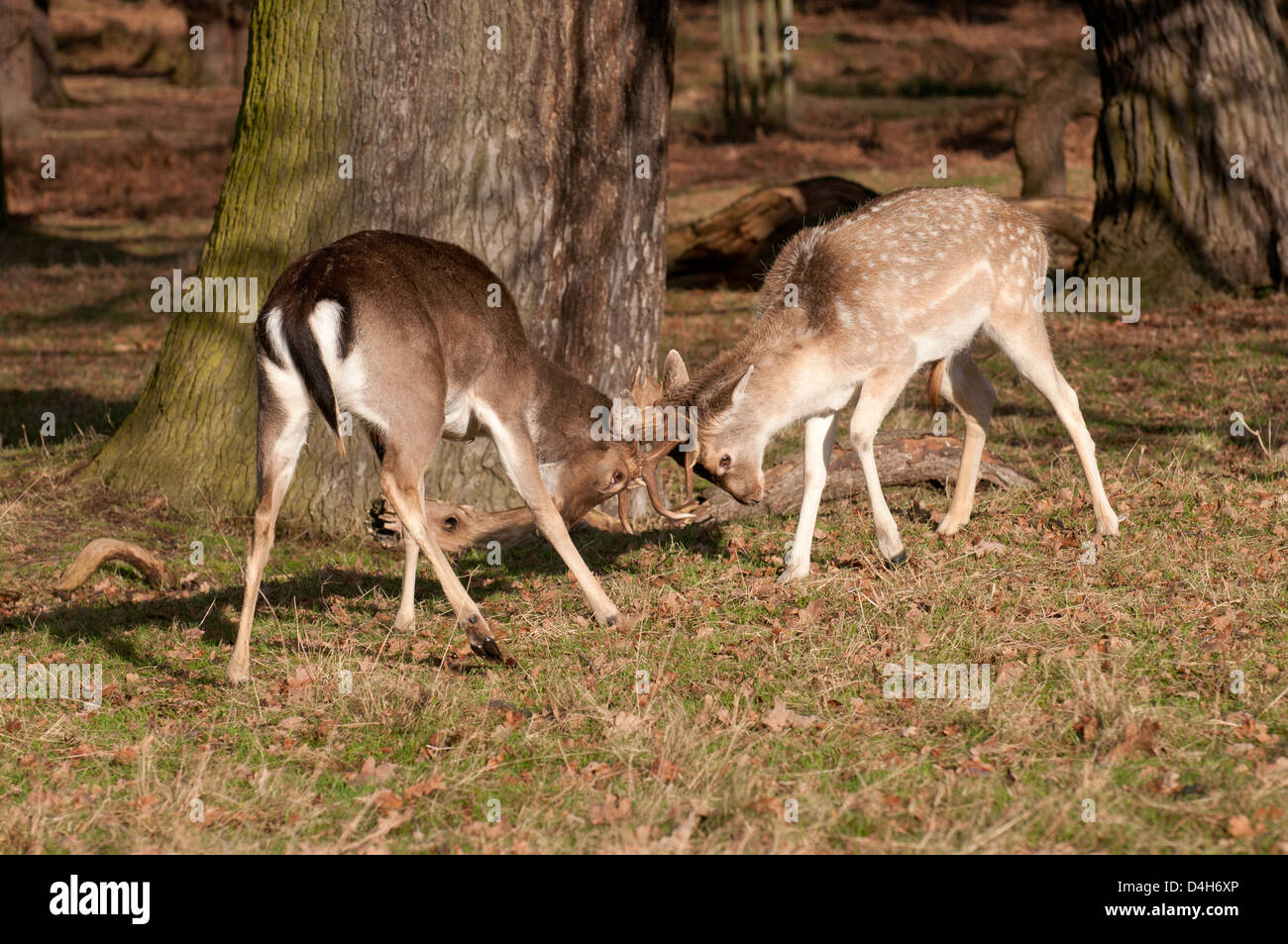 Two young deer fighting in the woods Stock Photo - Alamy