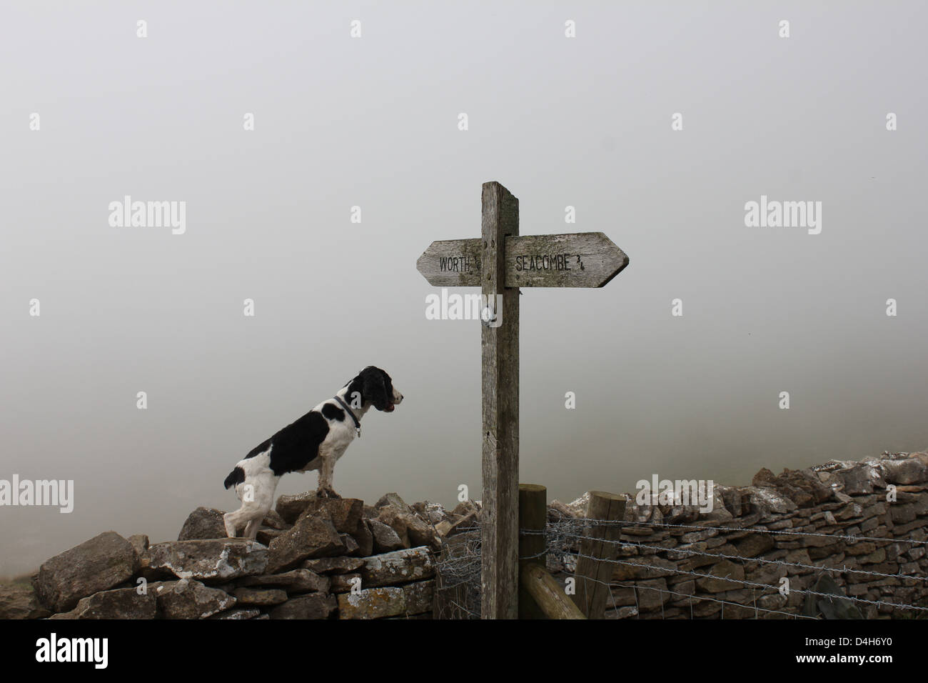 Fog dog hi-res stock photography and images - Alamy